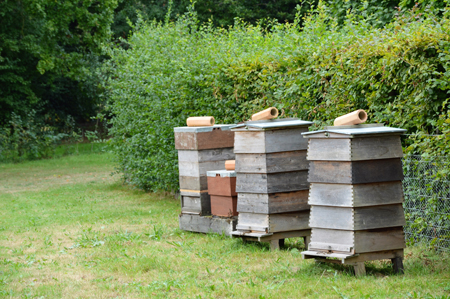 Raise Bees in Your Backyard - Page 7 of 9 - Backyard Beekeeping
